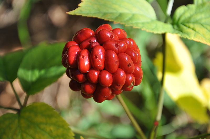 Amerikanischer Ginseng: Fake-Ginseng oder Adaptogen mit vielen Vorteilen?