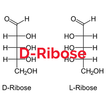 D-Ribose: der Energiebooster für Chronisch-Müde + weitere Vorteile